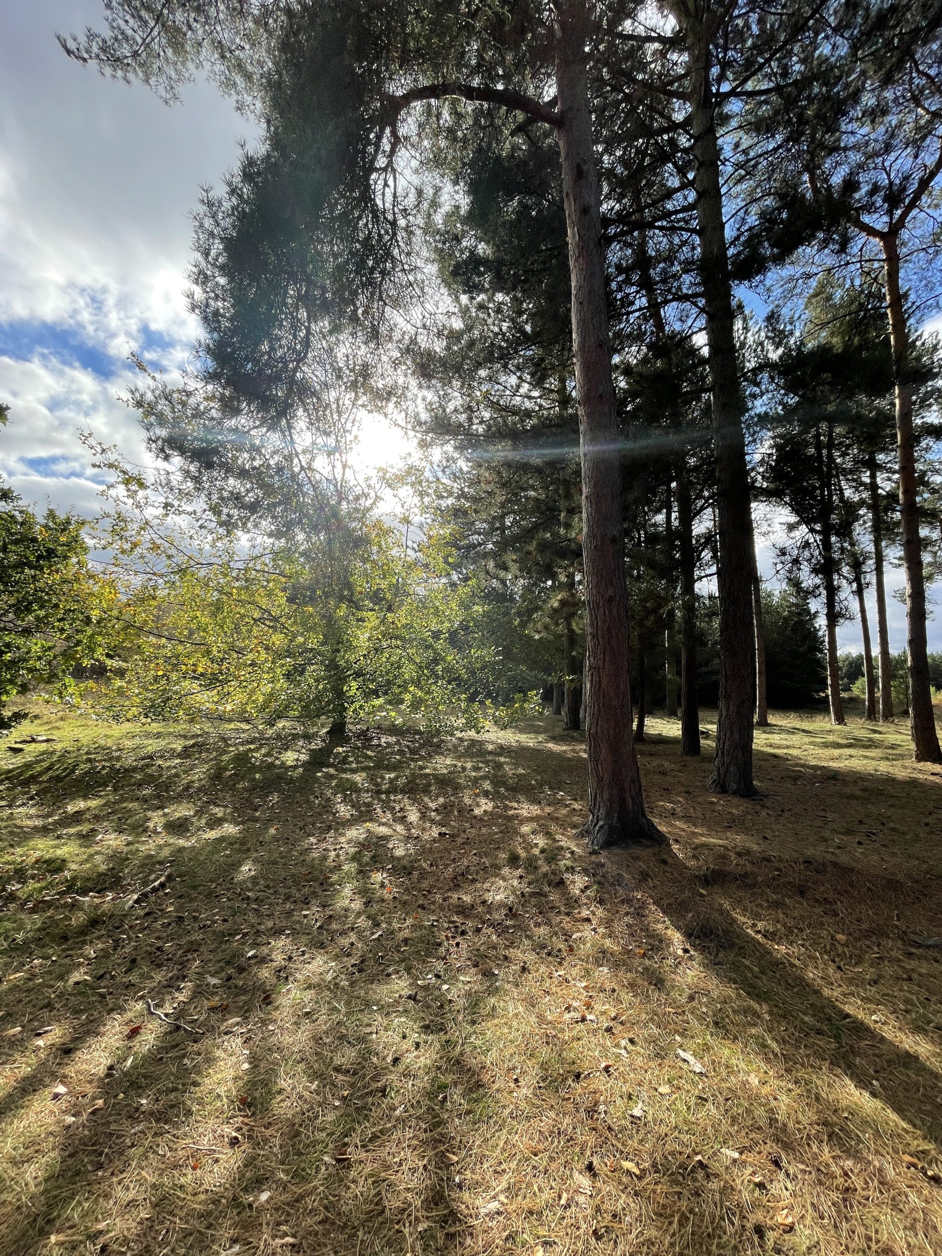 Ostler’s plantation – Clive's Blog