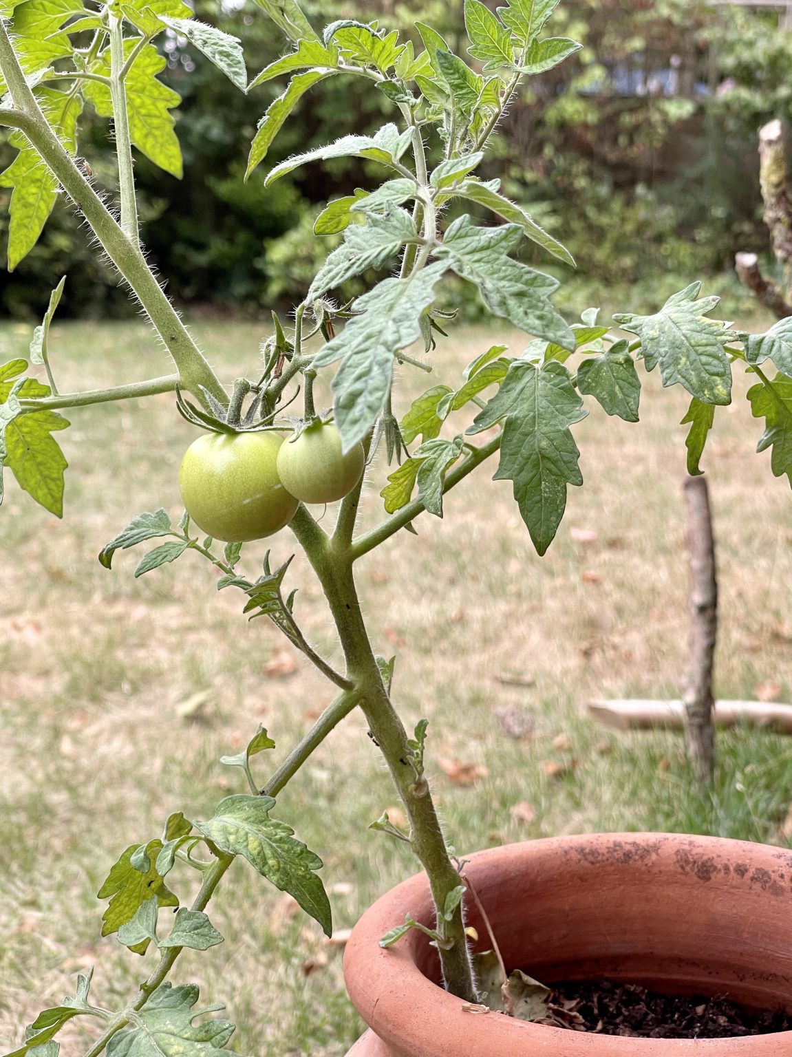 Rogue tomatoes – Clive's Blog