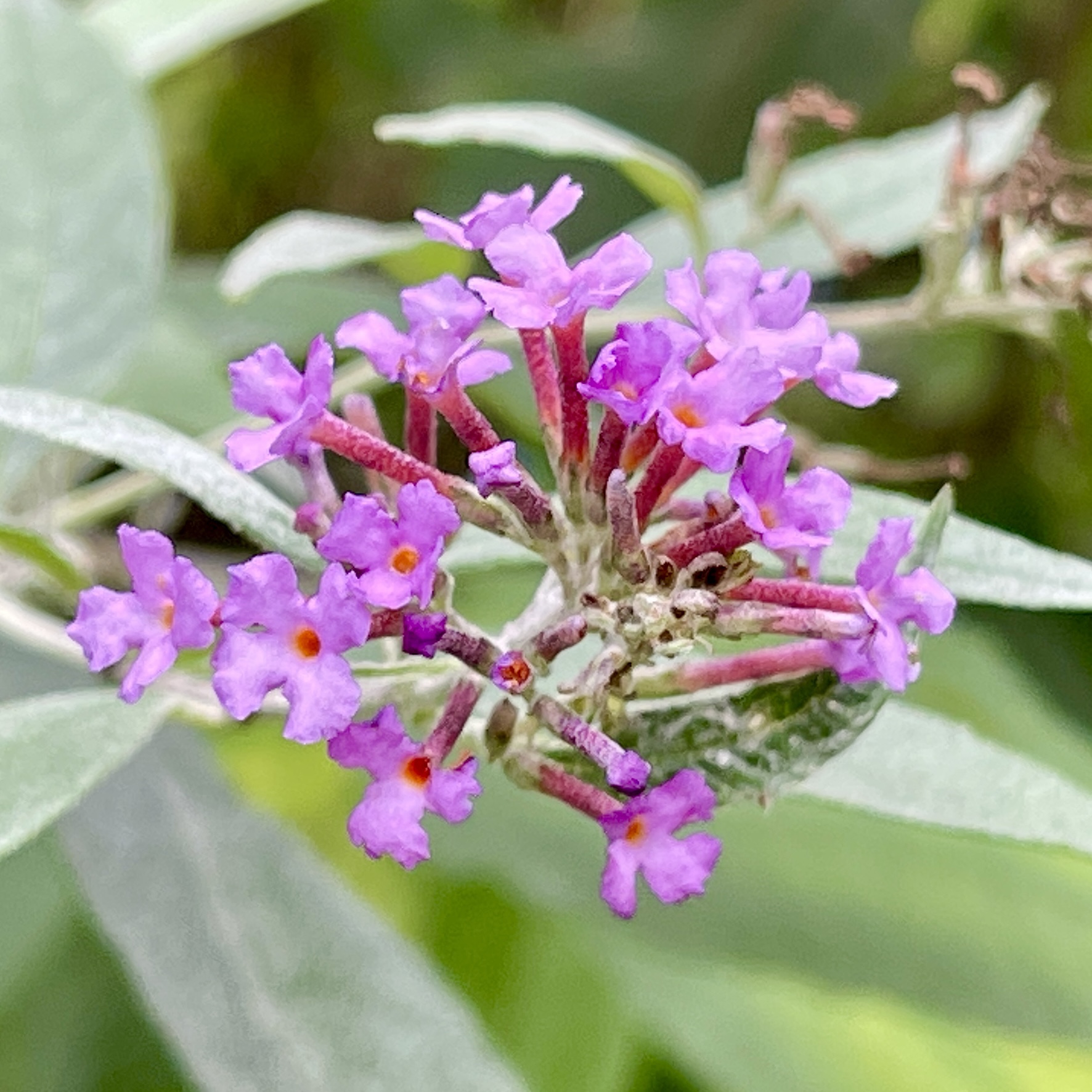 Butterfly bush – Clive's Blog