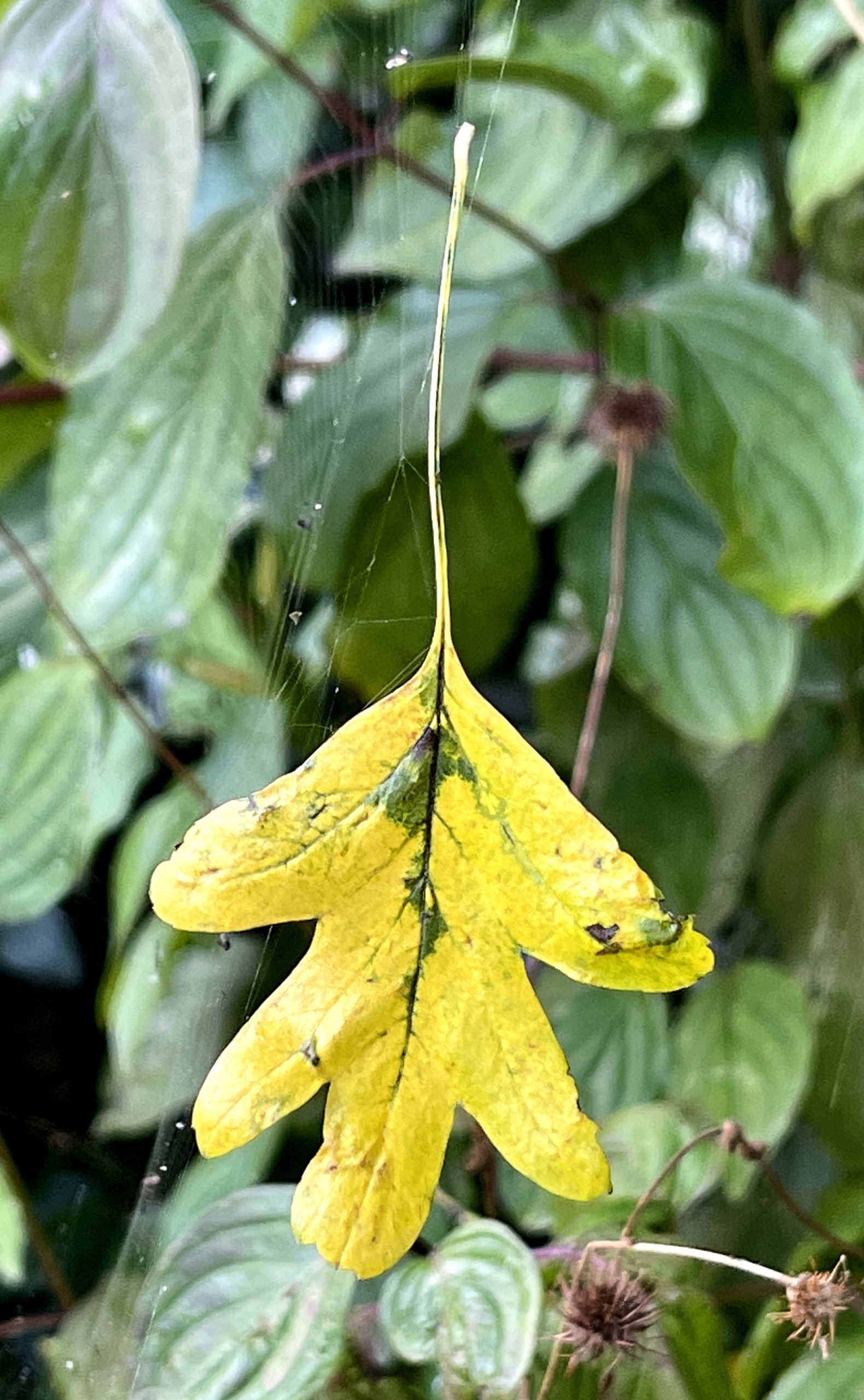 Leaf caught in a web – Clive's Blog
